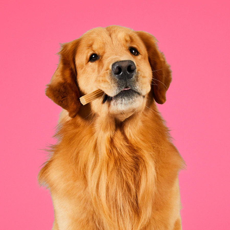 Project Hive Dental Chew Sticks - Branchburg, NJ - Flemington, NJ ...